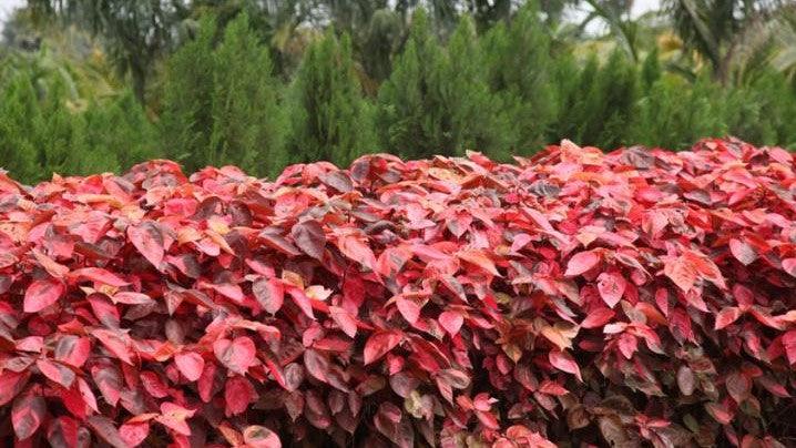 Giant Pink Leaf Acalypha | A Stunning Addition to Your Garden with Aca ...