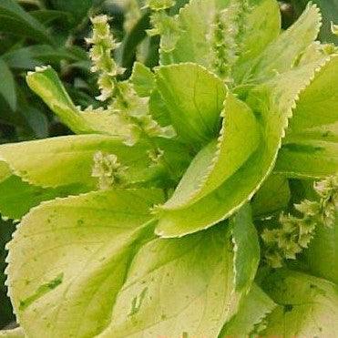 Tahiti Green Twisted Leaves | Discover the Beauty of Acalypha Wilkesia ...