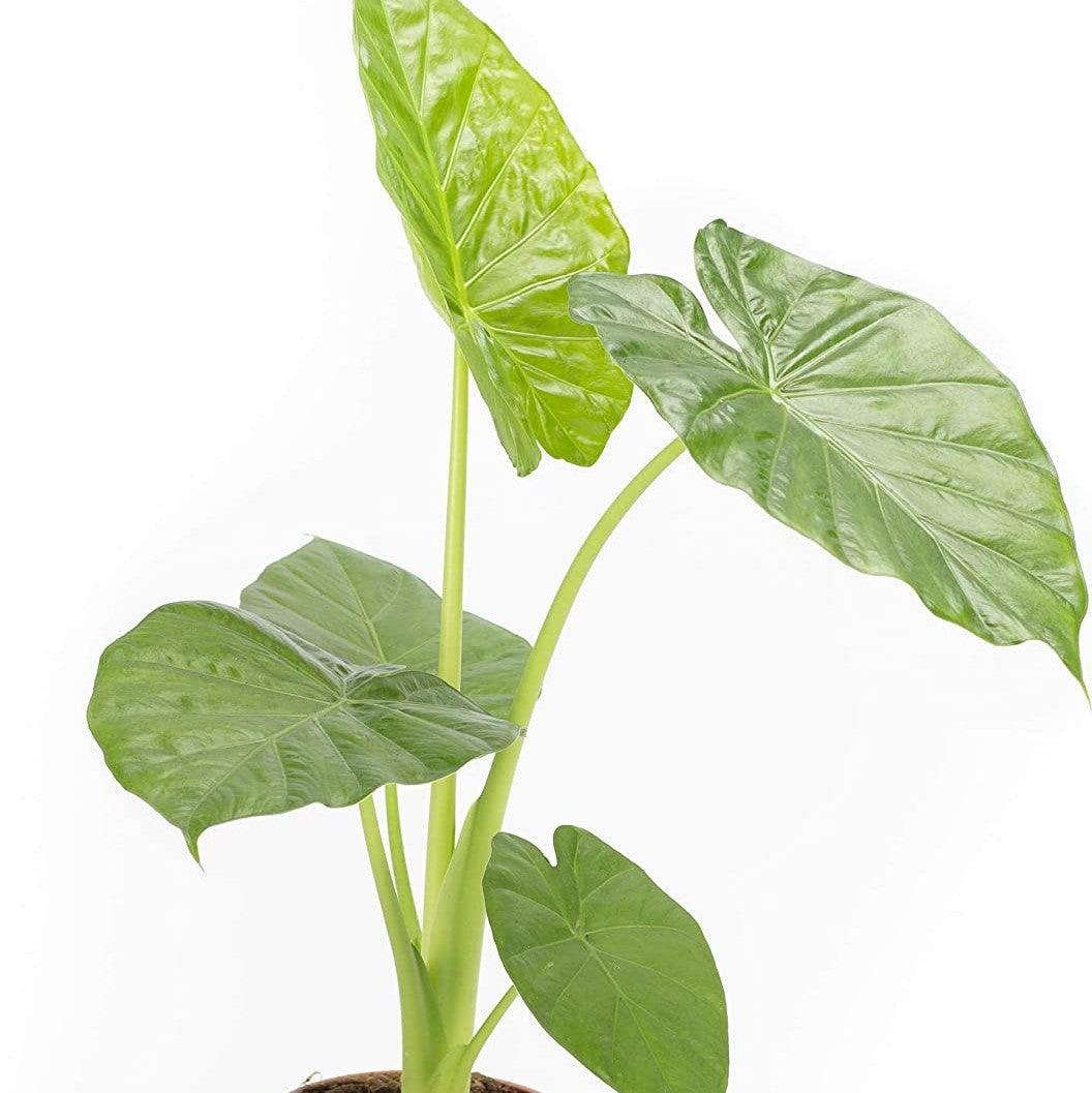 Brighten Your Home with the Vibrant Alocasia Yellow Plant — Mahindra ...
