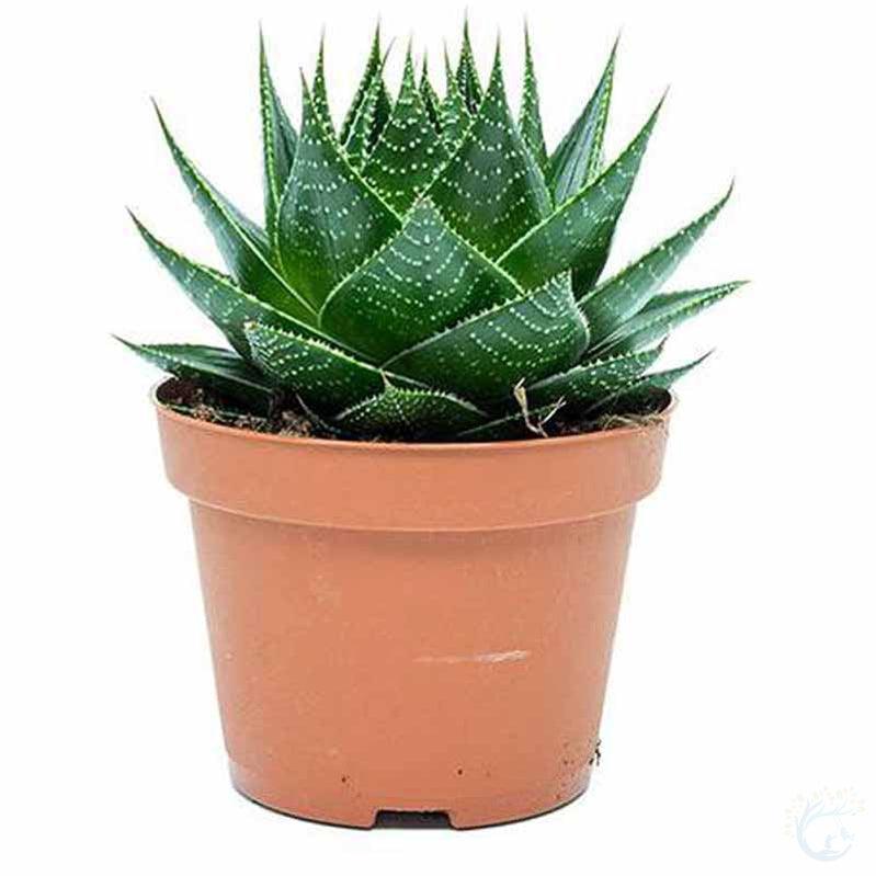 Discover the Beauty of Aloe Cosmo | The Ultimate Plant for Health and ...