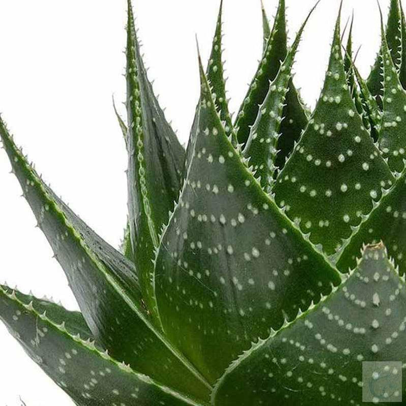 Discover the Beauty of Aloe Cosmo | The Ultimate Plant for Health and ...