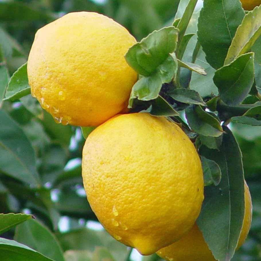 Online Plant Nursery - Lemon Tree Kadiyam — Mahindra Nursery