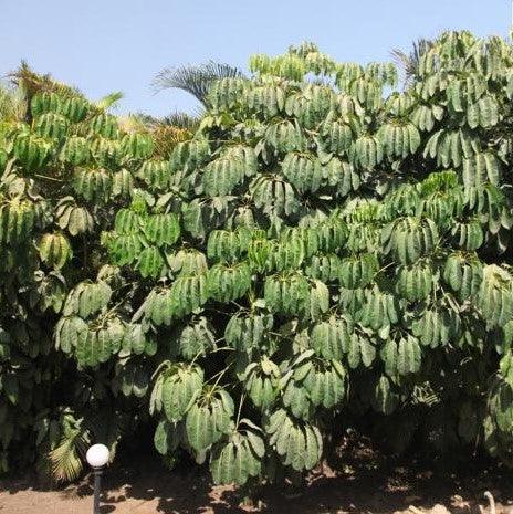 Buy Brassia Actinophylla (Schefflera) - Large & Healthy Plant for Sale ...