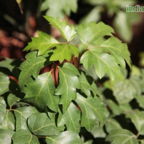 Buy Beautiful Grape Ivy Plant - Cissus rhombifolia - Perfect for Hangi ...