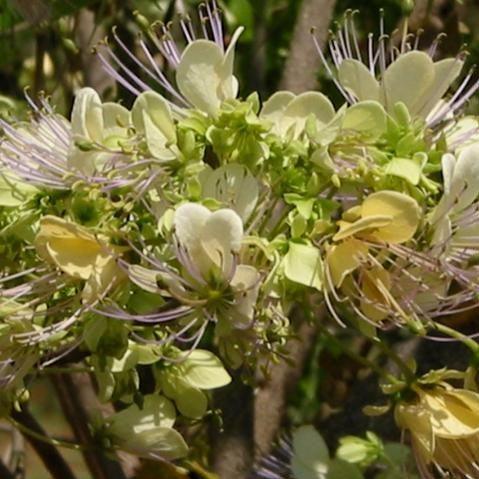 Get Your Hands on the Sacred & Nutritious | Crataeva religiosa, C. nur ...