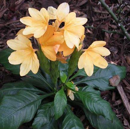 Bring the Brightness to Your Garden with Crossandra Yellow Firecracker ...