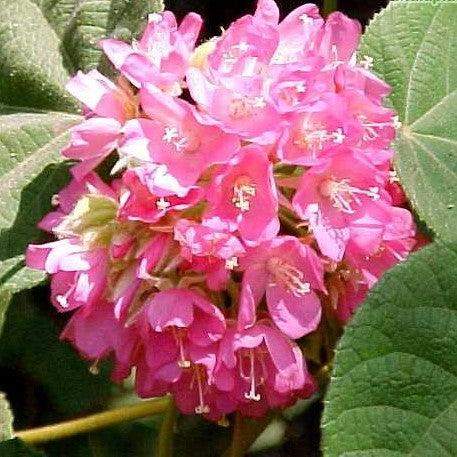 Stunning Dombeya Pink Tree (Dombeya wallichii) - Buy Now and Add a Pop ...