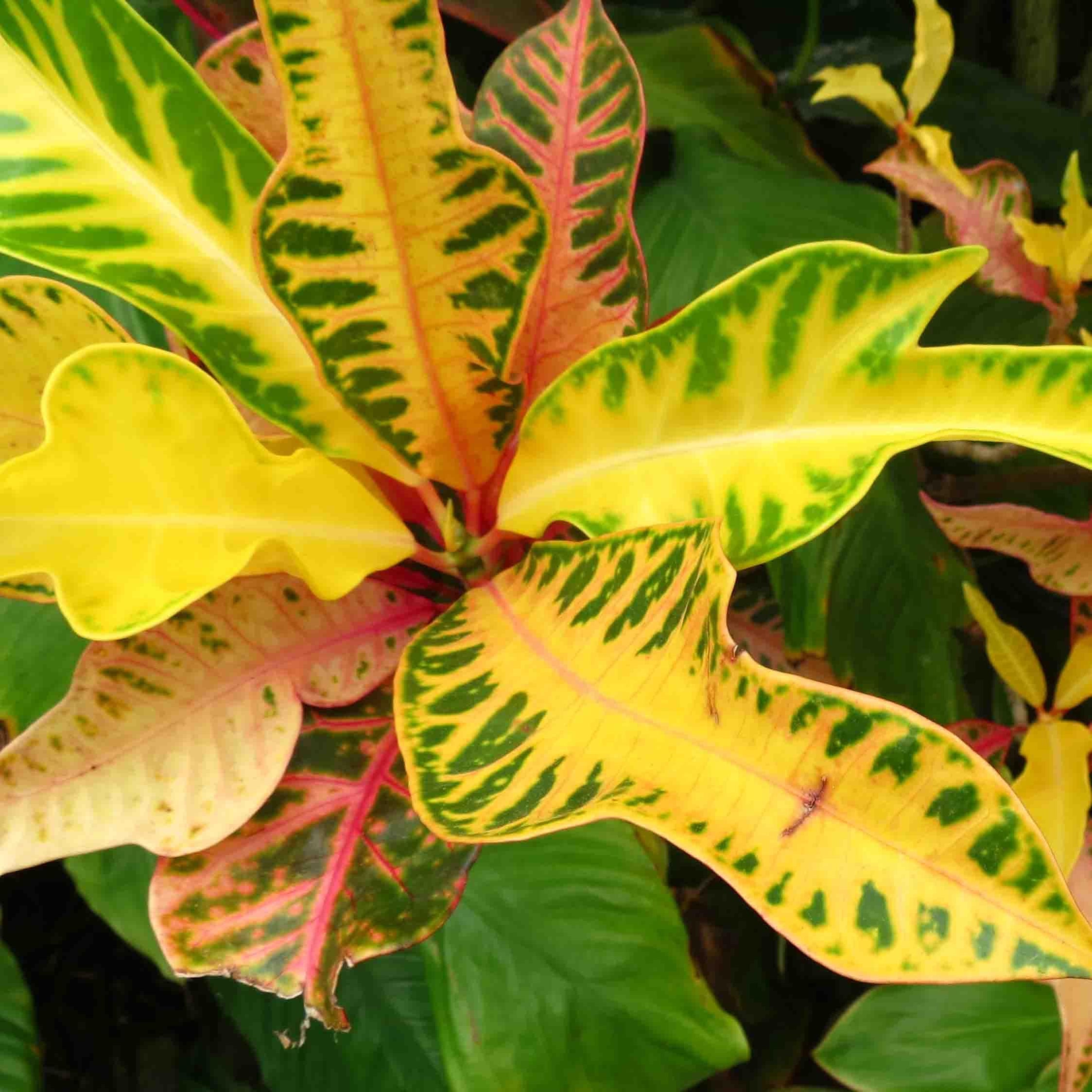 Brighten Up Your Space with Vibrant Garden Croton Plants for Sale ...