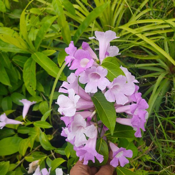 Garlic Creeper, Mansoa Alliacea - Plant Rangoon Creeper Burma Creeper ...