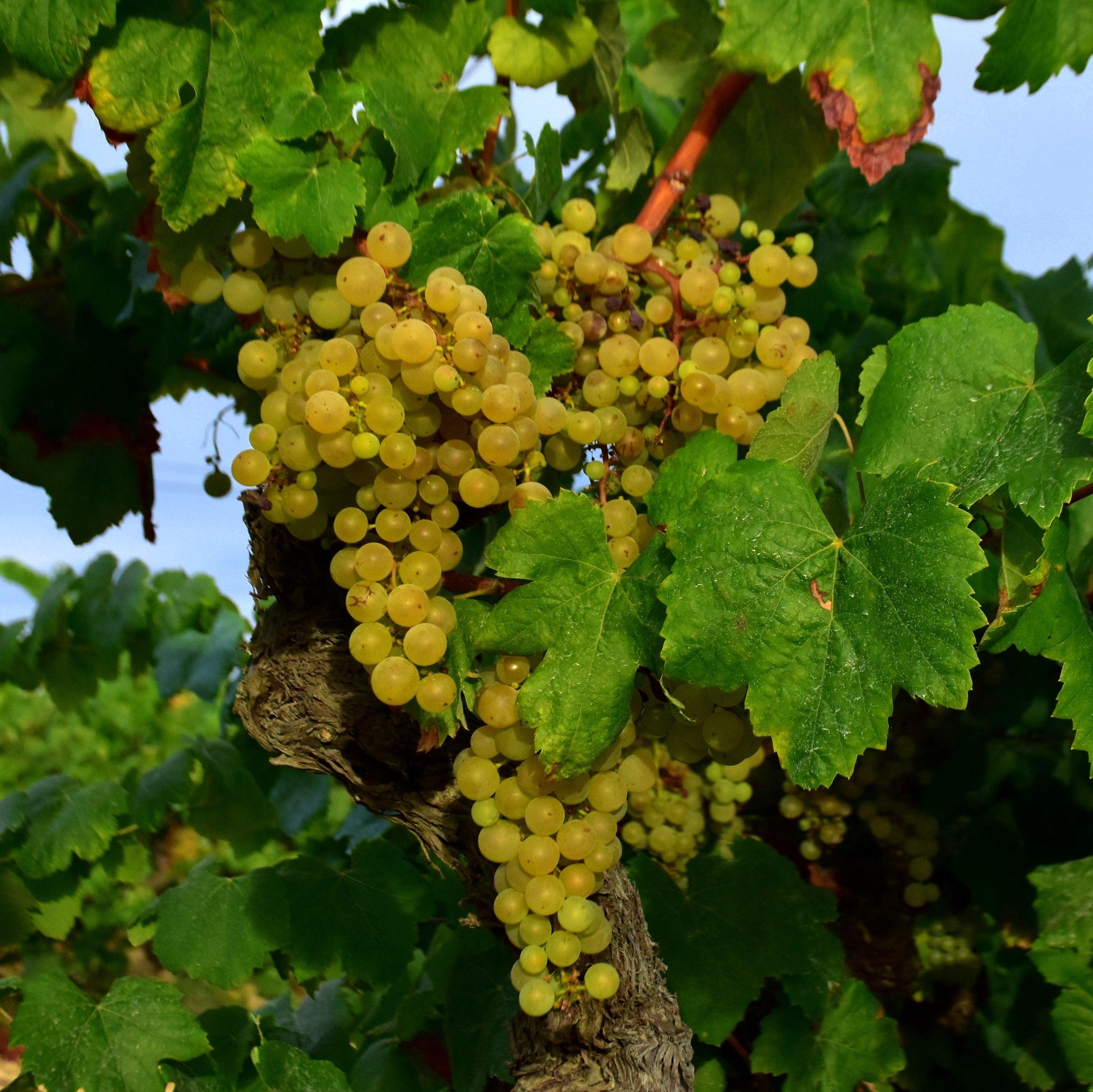 Kadiyam Nursery Buy Grapes Fruit Plants — Mahindra Nursery