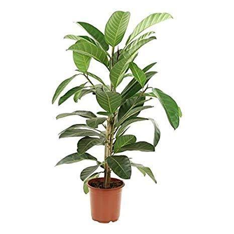 Bring Nature's Beauty to Your Home with the Goolar Umber Plant ...