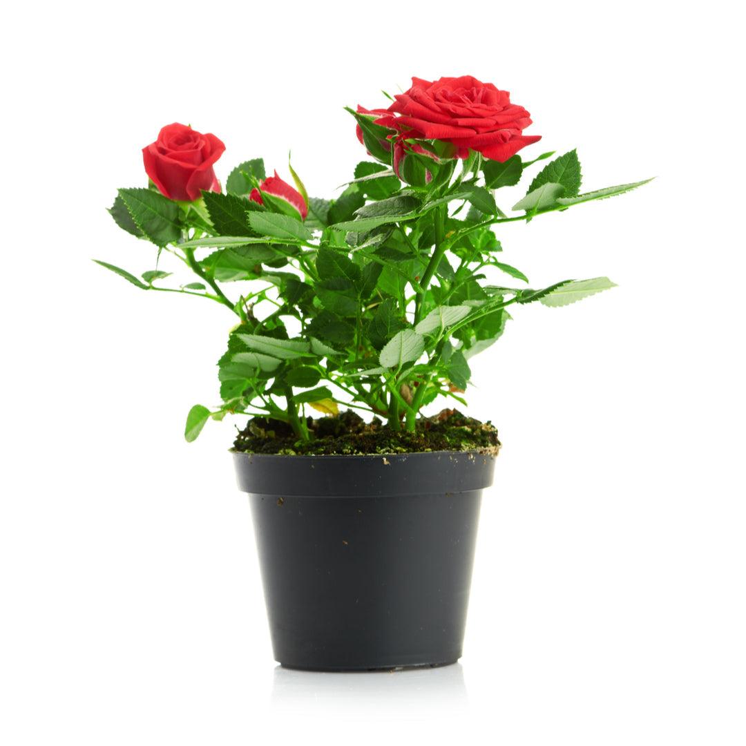 Hybrid Red Rose Flower Plant (Live Plant. Variety Roses) 1- Live Plant ...