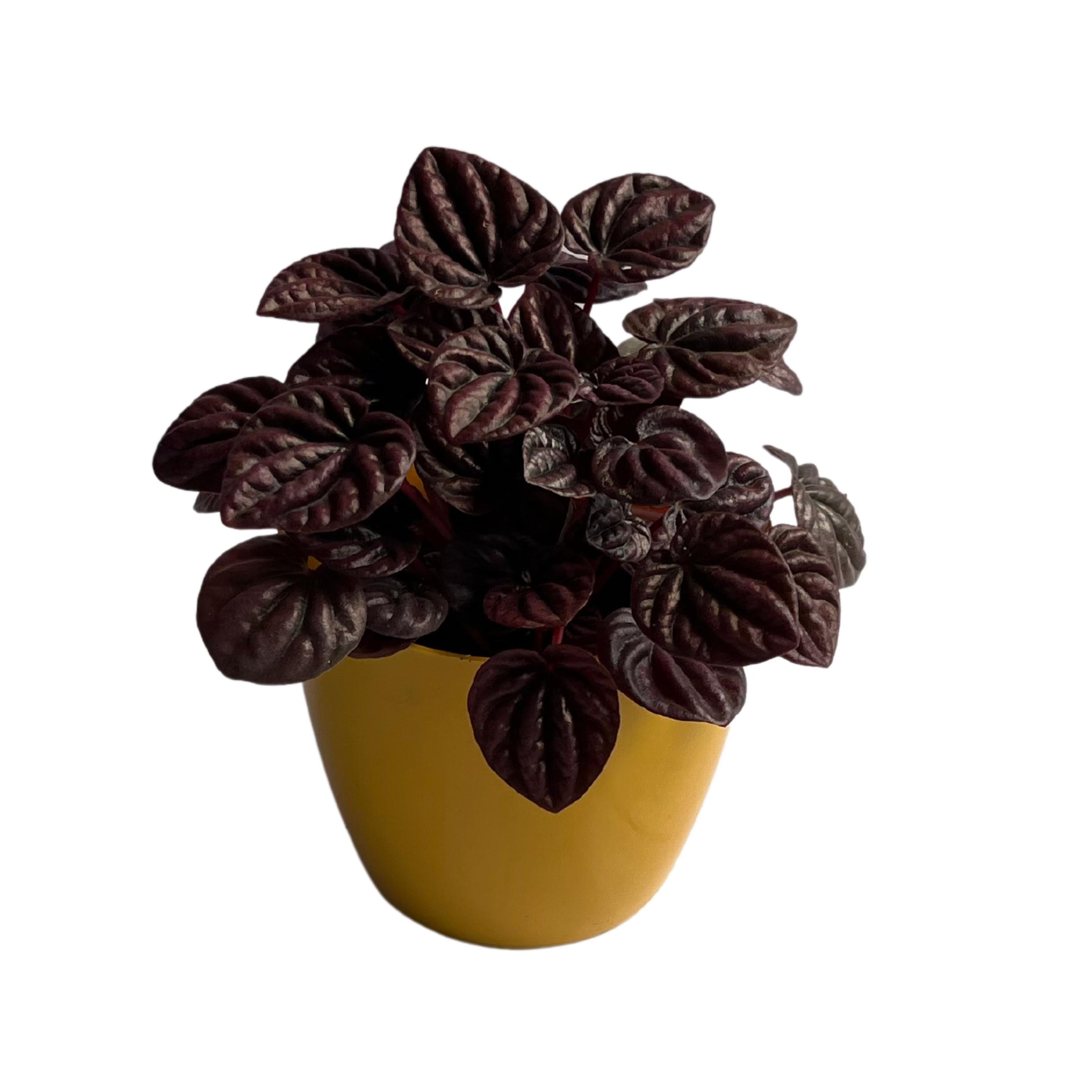 Indoor Plant Growing Peperomia Carperata Emerald Ripple Red Hanging Po ...