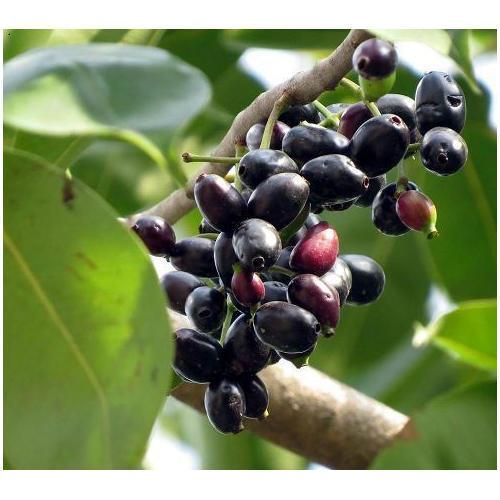 Grow Your Own Delicious Fruit | Java Plum (Jamun) Tree - Syzygium cumi ...