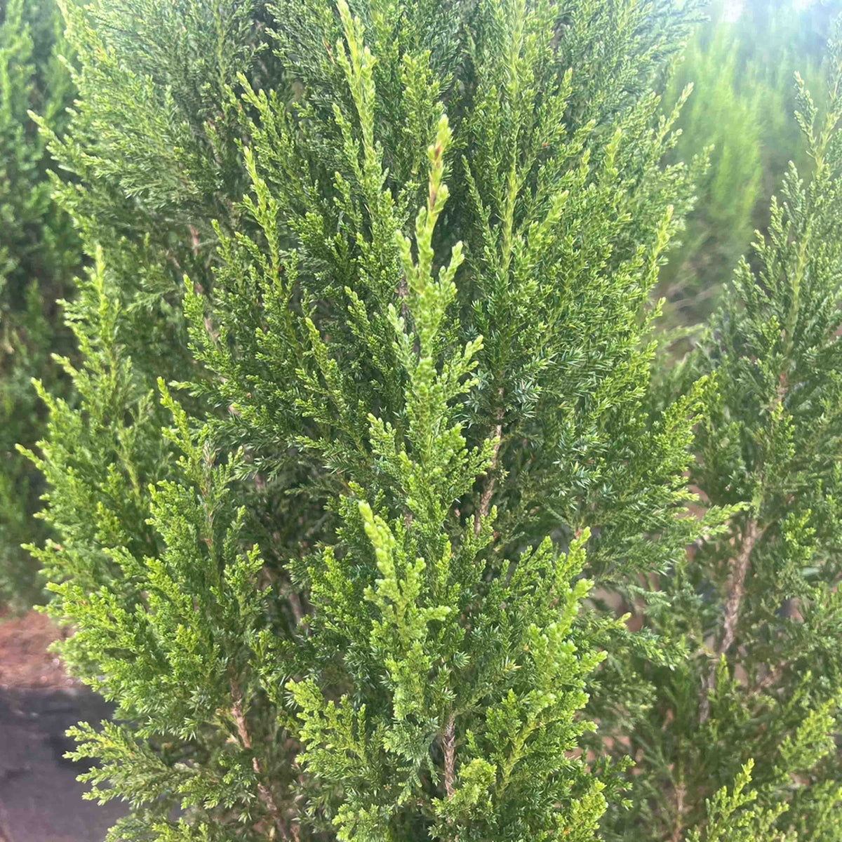 Shop Healthy and Vibrant Juniper Erecta Plants - A Stunning Addition t ...