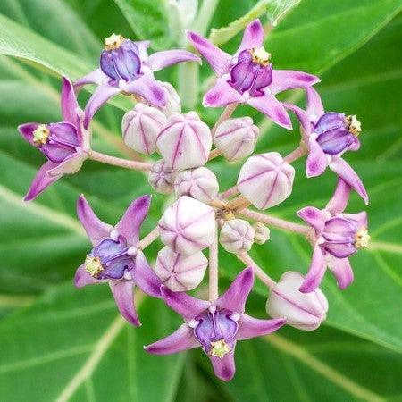 Green Thumbs Rejoice | The Perfect Plant for Sale for Your Garden Need ...