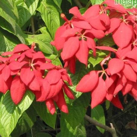 Buy Now | Stunning Mussaenda Hybrid Red Tree - Add a Pop of Color to Y ...