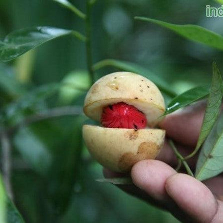 Buy Nutmeg, Mace and Myristica Trees: M. beddomei, M. dactyloides, M ...