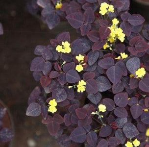 Oxalis hedysaroides rubra,Oxalis Red Mini, Fire Fern, Colombia Venez ...