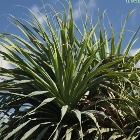 Beautiful Blue Screw Pine Plant - Pandanus baptistii for Sale ...