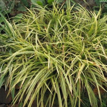 Buy the Exotic Dwarf Screw Pine Plant | Pandanus Pygmaeus, Mini, Dwarf ...