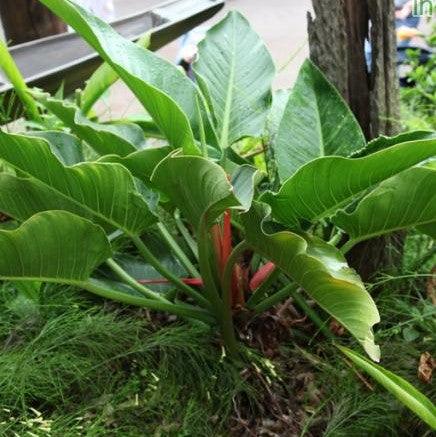 Buy Philodendron Wendlandii - Birdnest Philodendron Plant for Sale Onl ...
