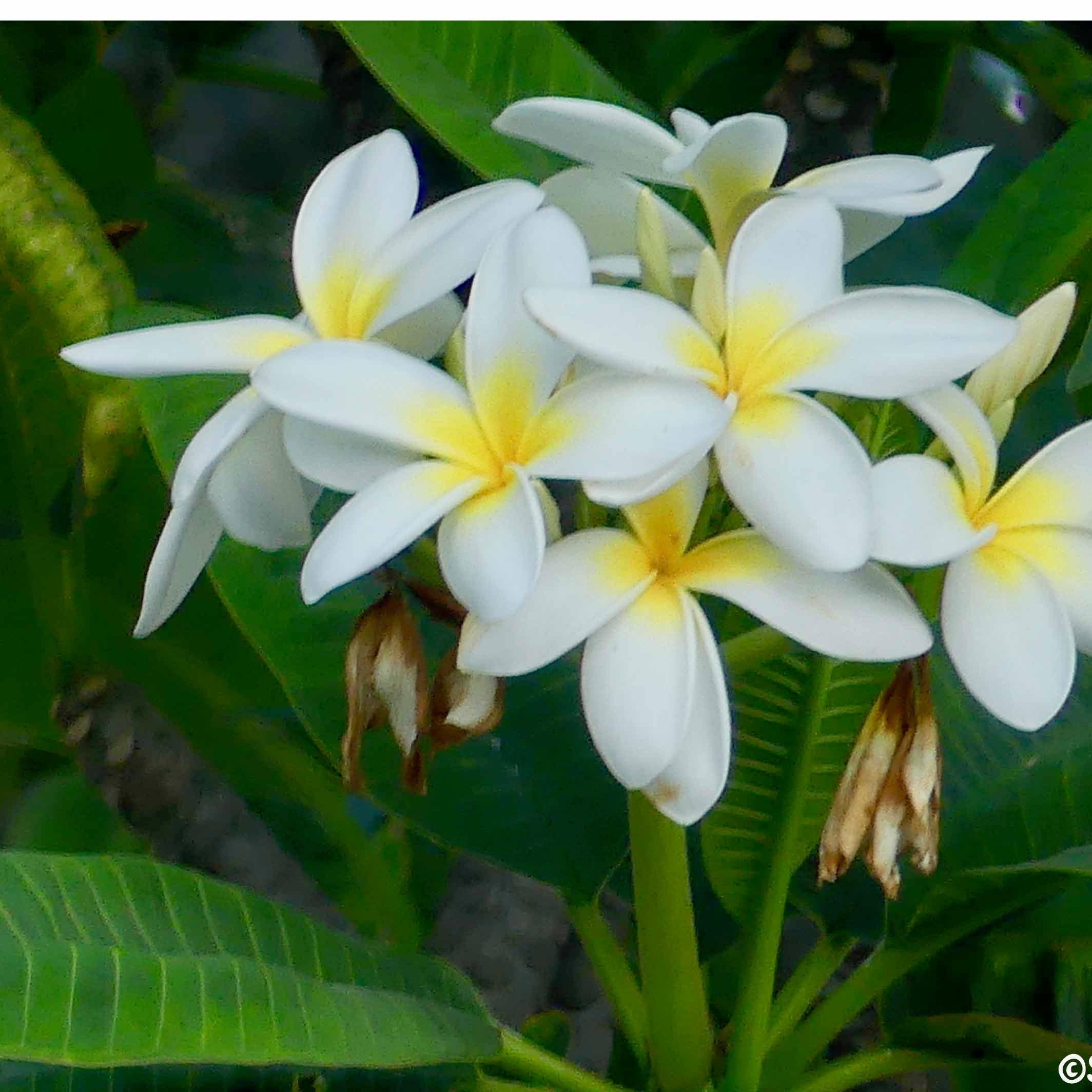 Beautiful White Plumeria Alba Plant for Sale — Mahindra Nursery