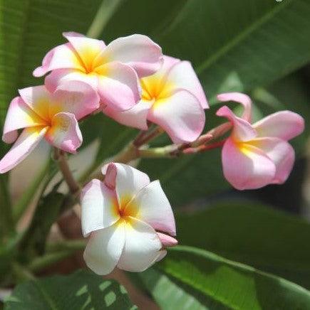 Beautiful Light Pink Plumeria Rubra Temple Tree for Sale - Perfect for ...