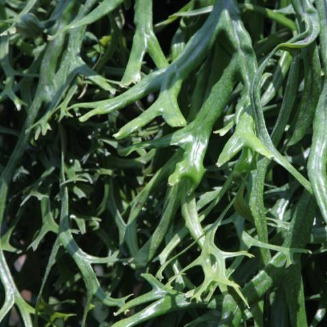 Pyrrosia longifolia var. crestata,Pyrrosia Longifolia Var. Crestata ...