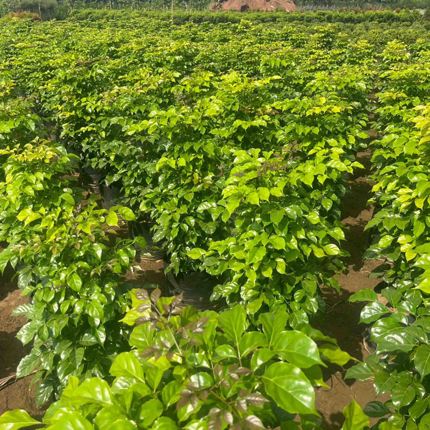 Beautiful and Rare | Radermachera Sinica Tree (China Doll) Live Plant ...