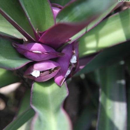 Buy Rhoeo spathacea, R. discolor, Tradescantia dis-color, Moses In A B ...