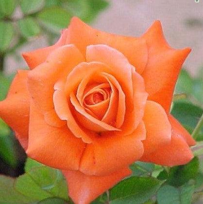 Buy Beautiful Rosa Laura Rose Plant Online — Mahindra Nursery