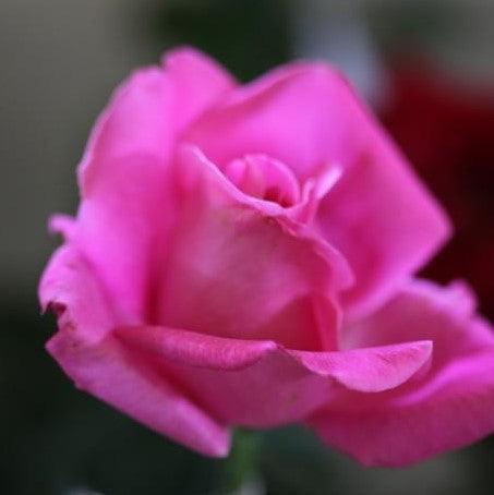 Bring the Fragrant Beauty of Roses to Your Garden with Rosa Perfume De ...