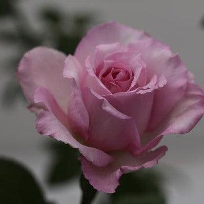 Buy the Beautiful and Elegant Rosa Pristine Rose Plant - Add a Touch o ...