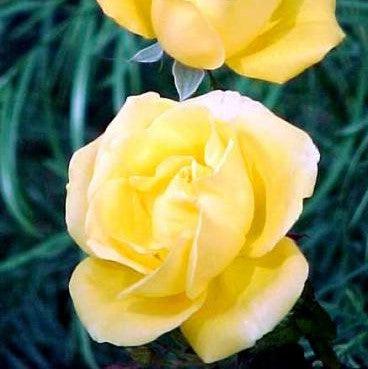 Buy the Beautiful and Hardy Rose Solidor Plant for Your Garden Today ...