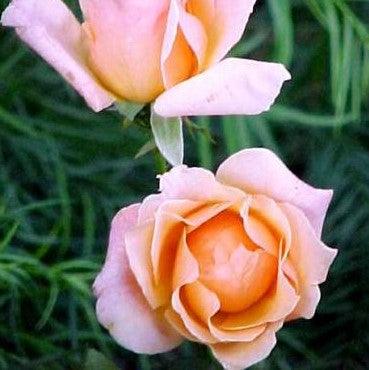 Buy Beautiful Rose Tonga Plants Online Today! — Mahindra Nursery