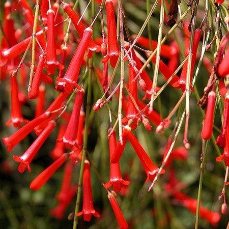 Vibrant and Energetic | The Red Russelia Plant for Sale — Mahindra Nursery