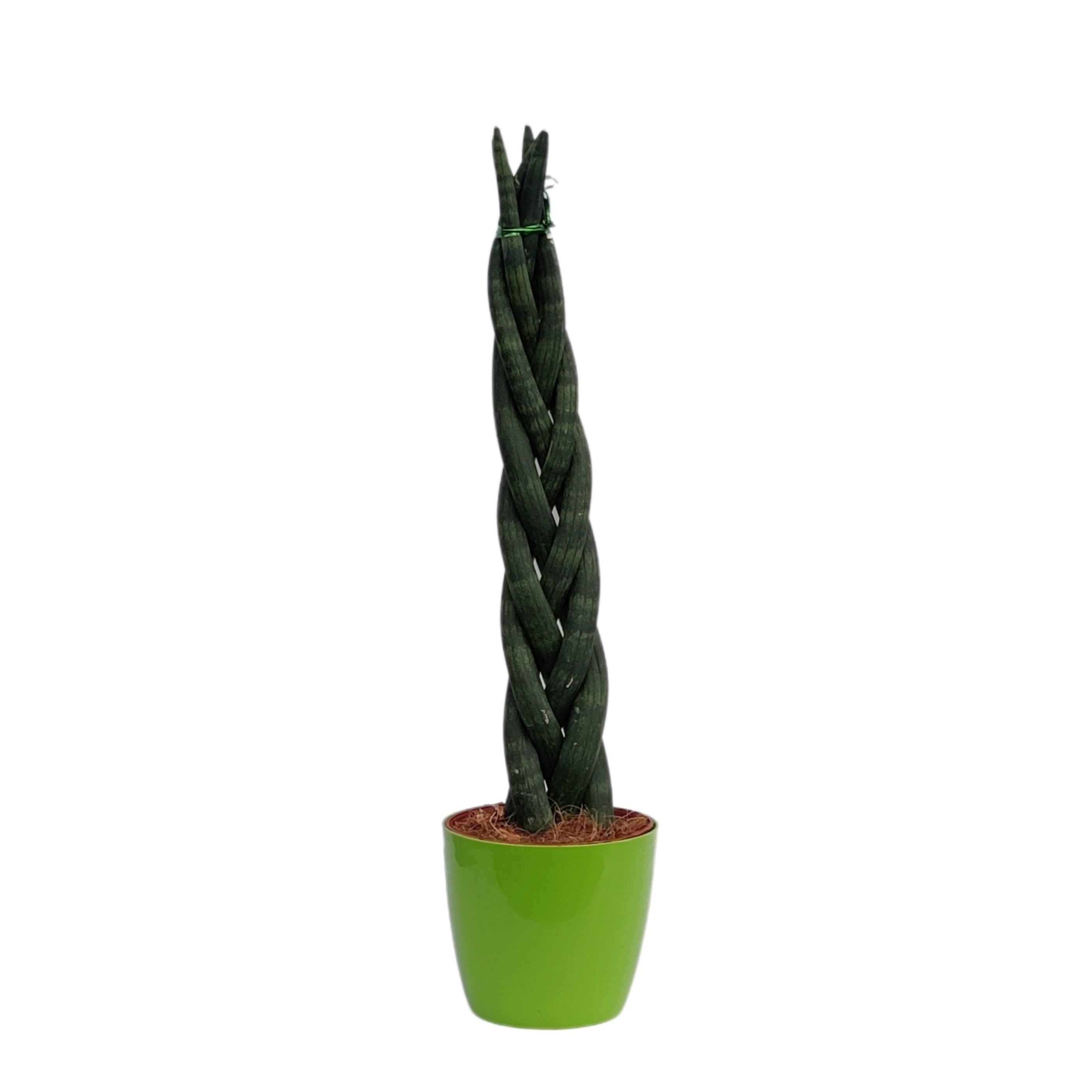 Get Your Hands on a Unique Twist | Sansevieria cylindrica Twisted Snak ...