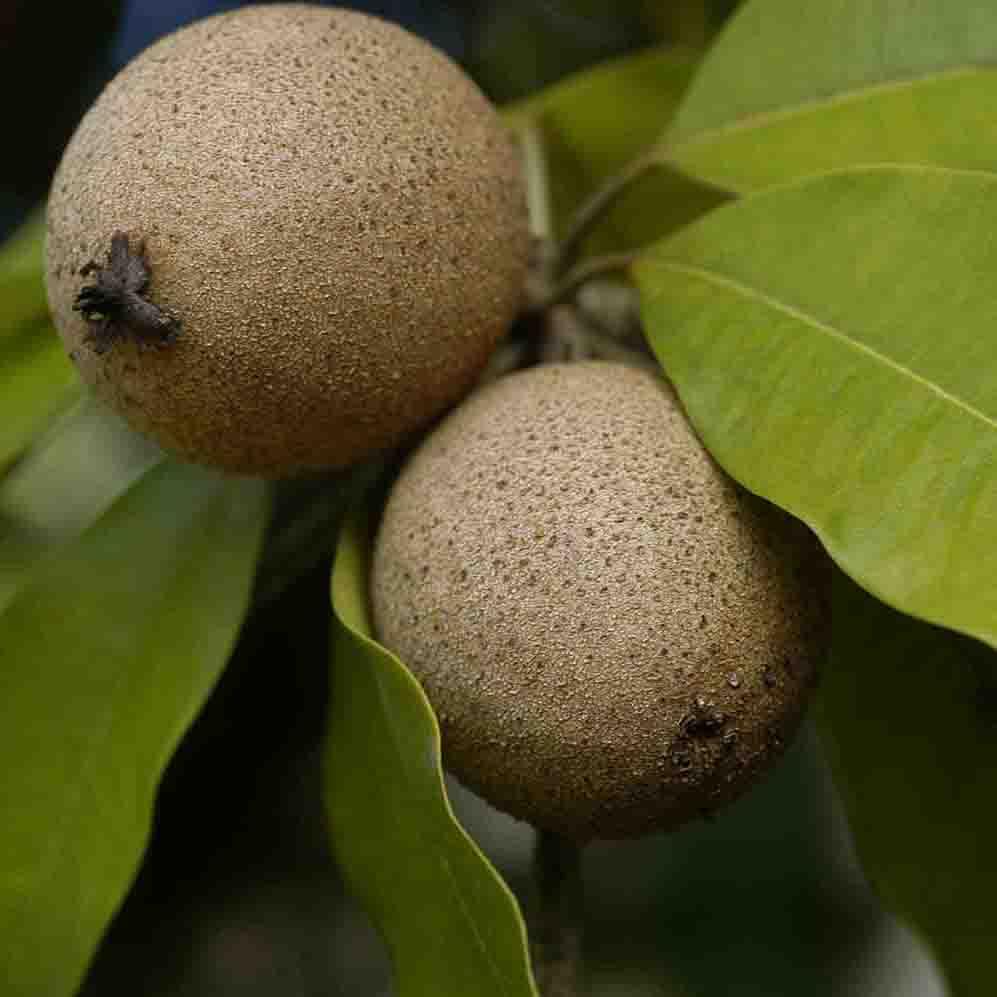 Sapodilla "Pala" Long-Lived Evergreen Tree Rare Exotic Plants Garden P ...