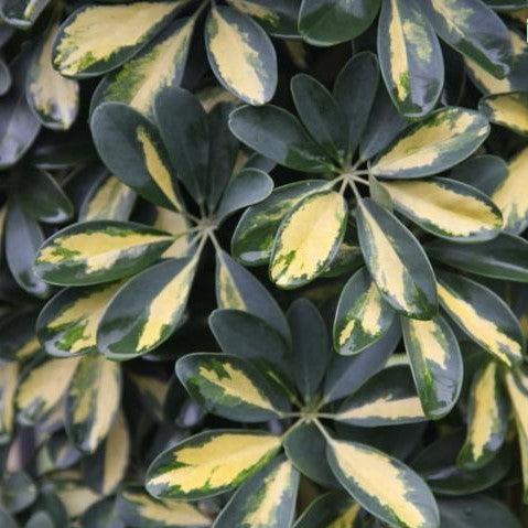 Planta Schefflera Variegada