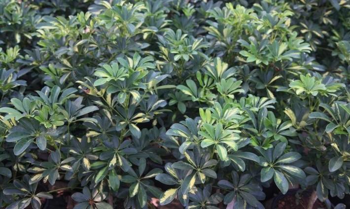 Schefflera arboricola variegata,Schefflera Variegated — Mahindra Nursery