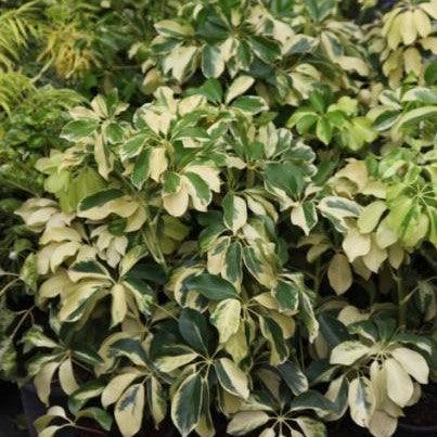 Schefflera venulosa hicolor,Big Schefflera Hicolor — Mahindra Nursery