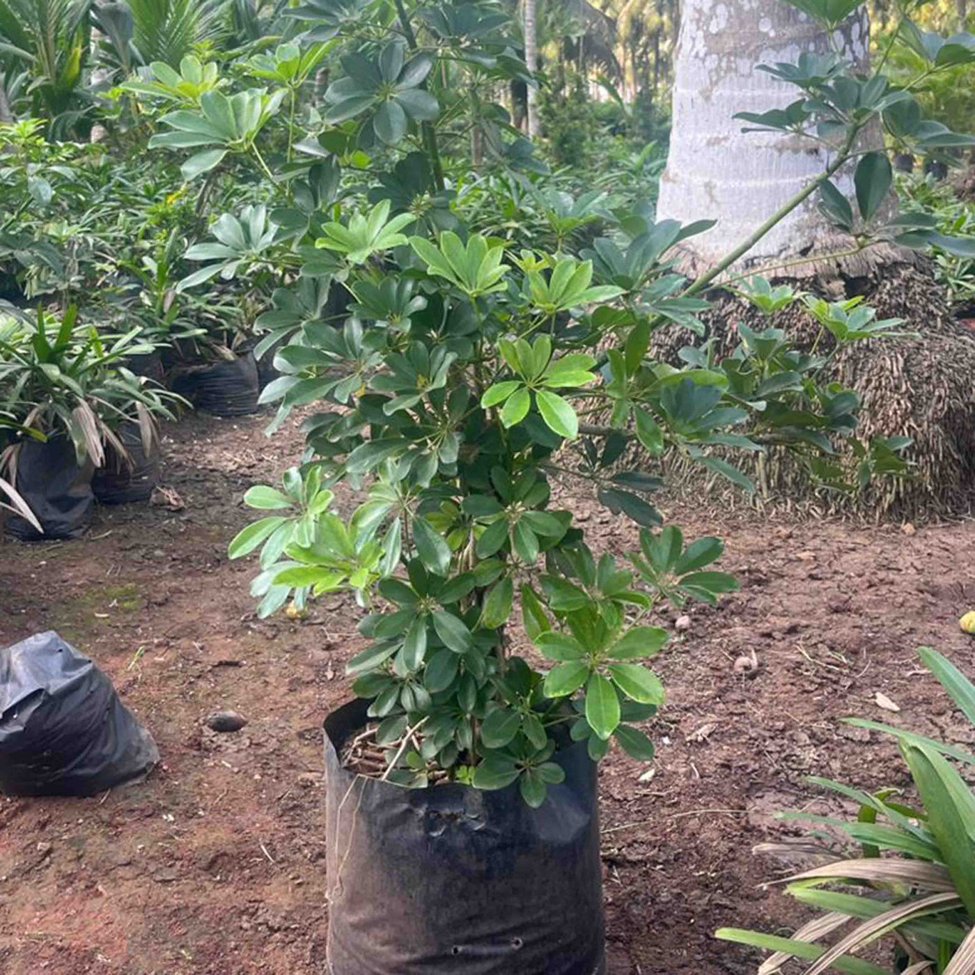 Schefflera arboricola,Schefflera Green, Hawaiian Elf, Dwarf Schefflera — Mahindra Nursery
