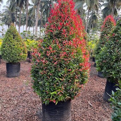 Buy Beautiful Syzygium Campanulatum and Eugenia Plants for Your Garden ...