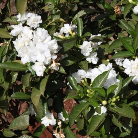 Tabernaemontana coronaria floro-plena nana,Tagar Dwarf Double ...