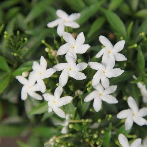 Tabernaemontana coronaria nana,Tagar Micro Mini — Mahindra Nursery