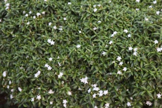 Tabernaemontana coronaria nana,Tagar Micro Mini — Mahindra Nursery