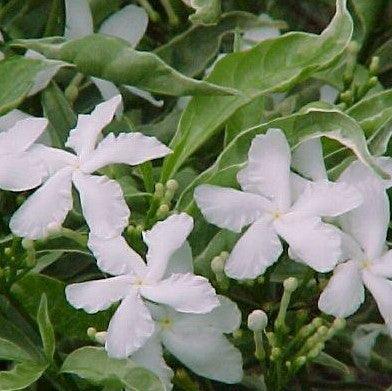 Adorn Your Space with the Stunning Variegated Tabernaemontana Coronari ...