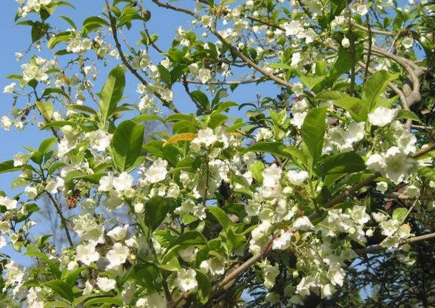 Climbers, Creepers & Vines — Mahindra Nursery