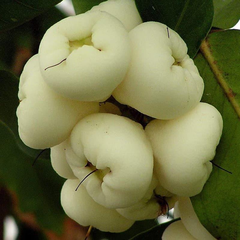 White Water Apple Java Apple/Jamun Bell-Shaped Edible Berry Hybrid Pla ...